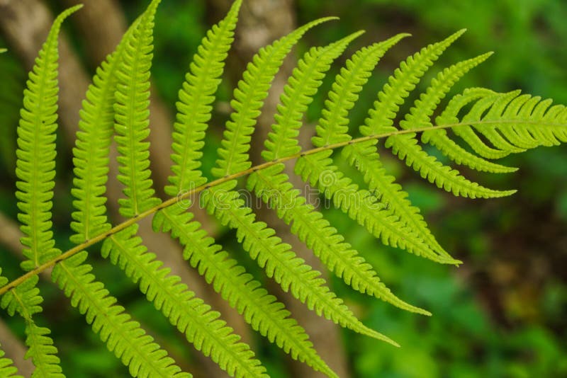 El Helecho De Las Plantas Del Follaje Crece En El Bosque Foto de ...