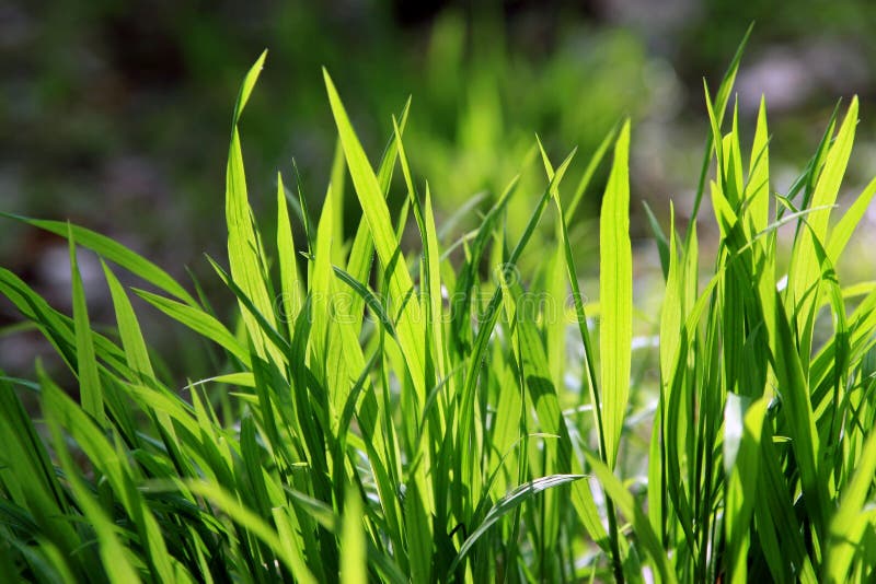 Primer de la hierba verde foto de archivo. Imagen de alergia - 2222256
