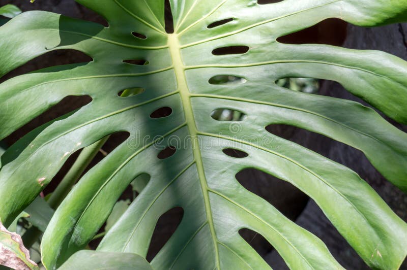 Primer De La Hoja De La Planta Monstera Foto de archivo - Imagen de ...