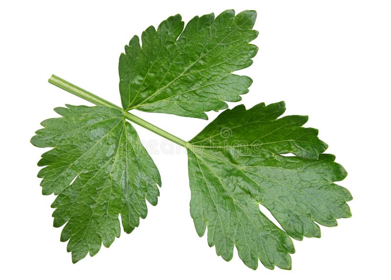 Primer de la hoja del apio imagen de archivo. Imagen de cocinero - 43146957