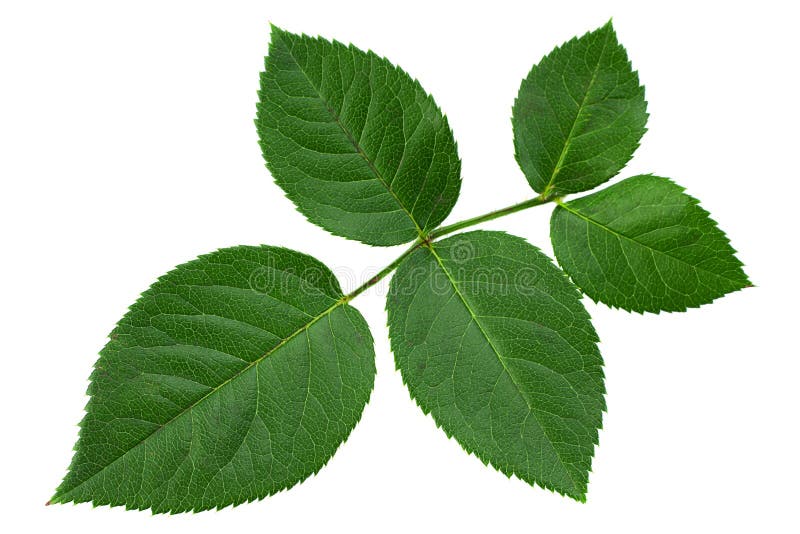Primer De La Hoja De La Rosa Del Verde Foto de archivo - Imagen de ...