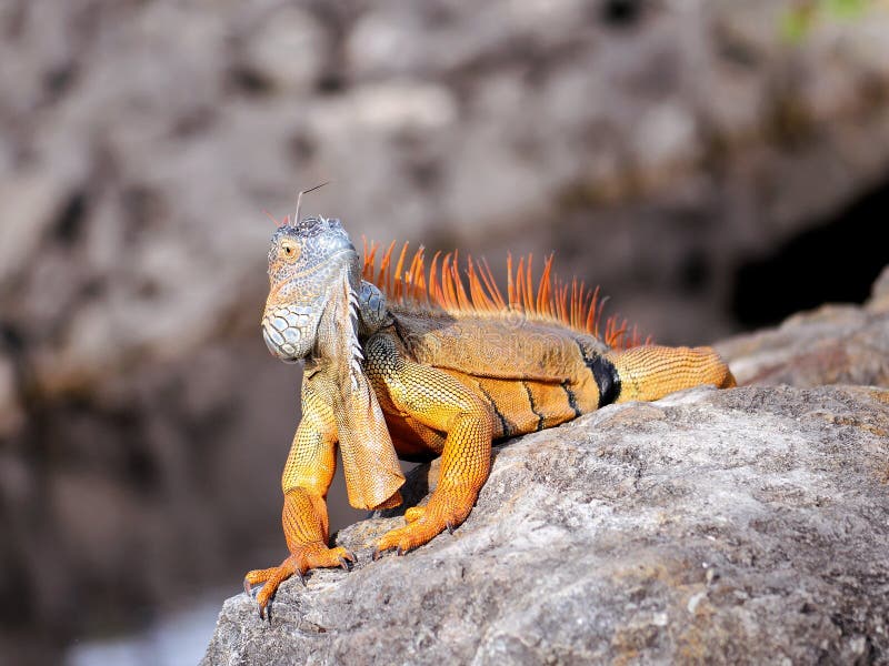 Primer De La Cabeza De La Iguana Para Arriba Que Muestra La Papada ...