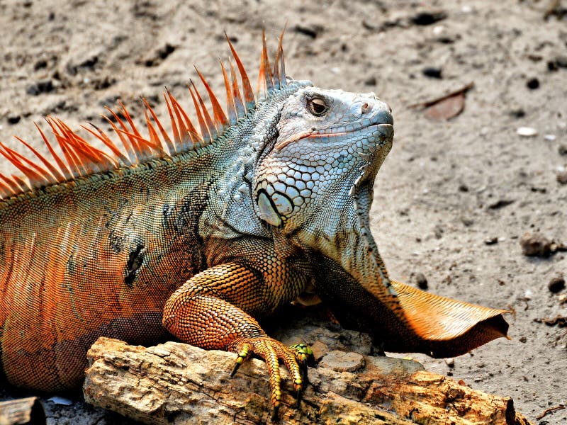 Primer De La Iguana Con Una Papada Grande Foto de archivo - Imagen de ...