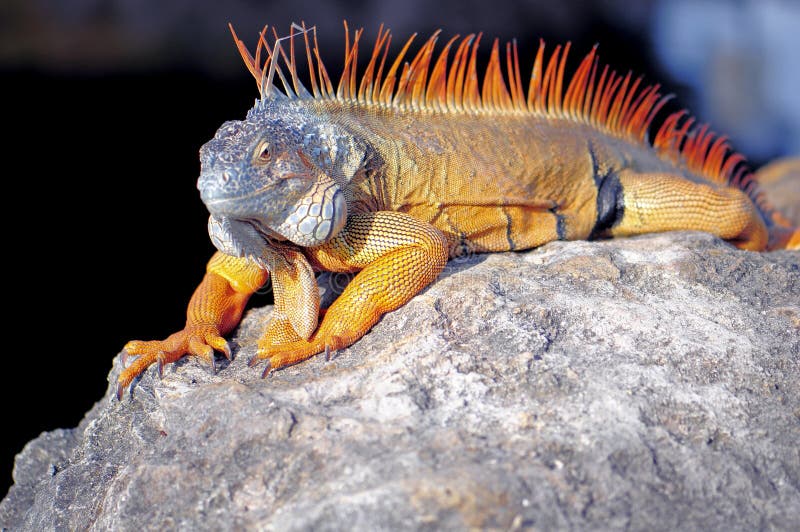 Primer De La Cabeza De La Iguana Para Arriba Que Muestra La Papada ...