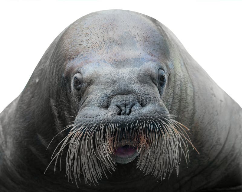 Morsa Aislada En El Fondo Blanco Foto de archivo - Imagen de retrato ...