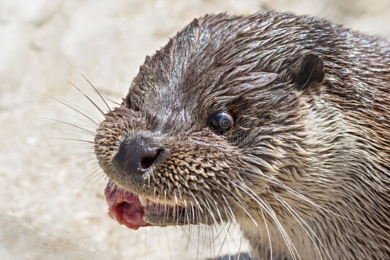 Primer de la nutria de río foto de archivo. Imagen de primer - 99576916