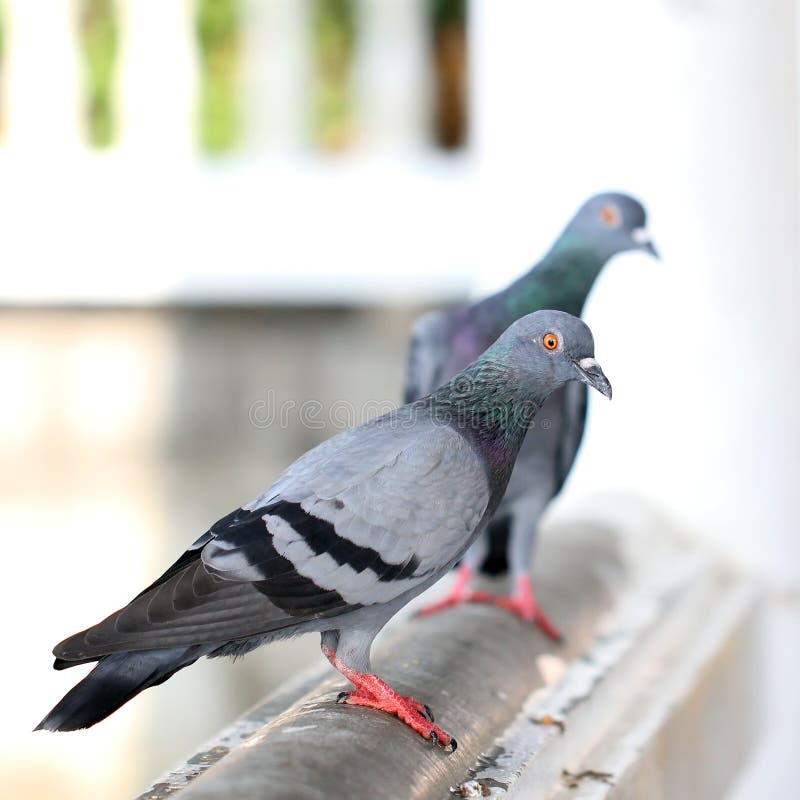 Paloma de la libertad foto de archivo. Imagen de primer - 31971556
