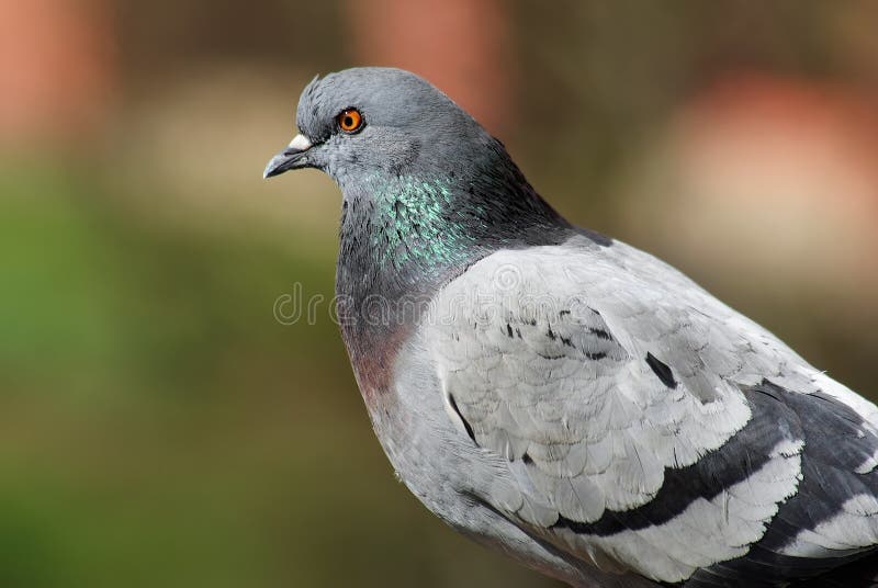 Primer De Una Cara Y De Un Ojo Del ` S De La Paloma En La Jerarquía ...