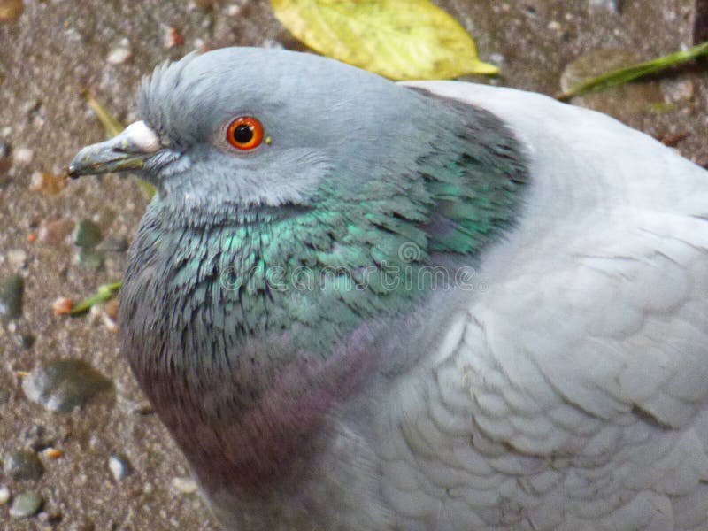 252 Paloma Gorda Fotos de stock - Fotos libres de regalías de Dreamstime