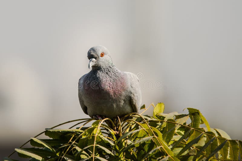 Primer De La Paloma O De La Paloma De La Roca Foto de archivo - Imagen ...