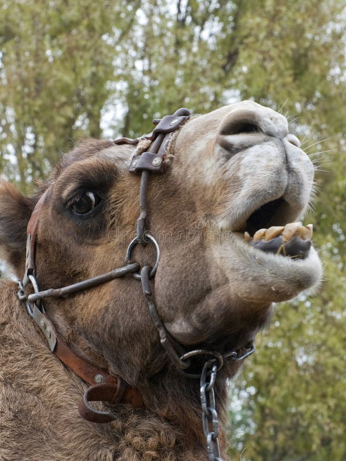 Cabeza De Los Camellos Con El Freno Colorido Foto de archivo - Imagen ...