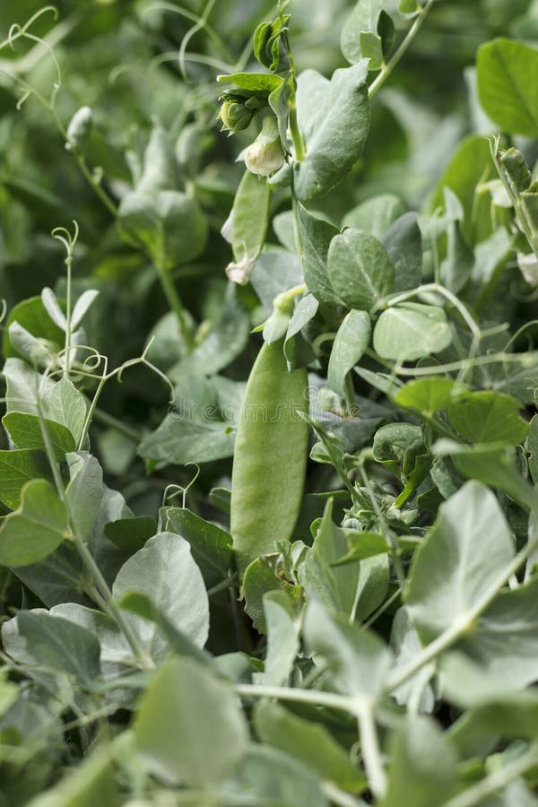 Primer De La Planta De Guisante Foto de archivo - Imagen de plantas ...