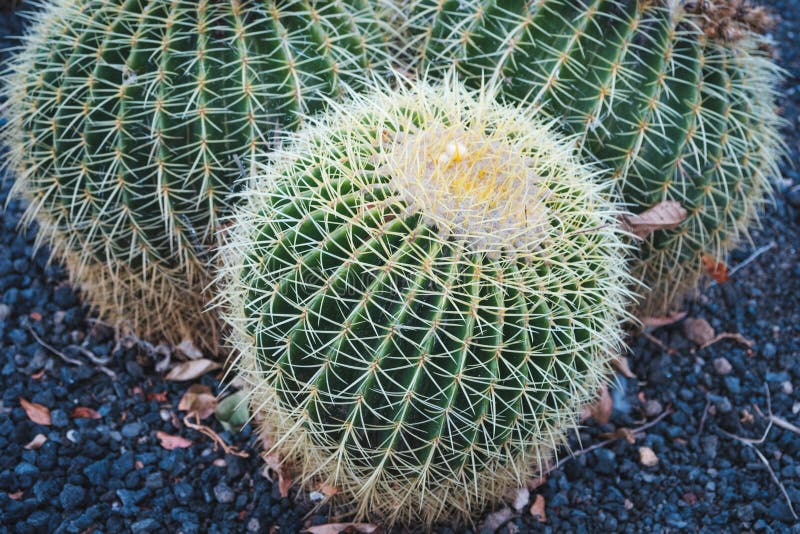 Cactus Redondos, Cactus Redondos, Detalle De La Planta Foto de archivo ...