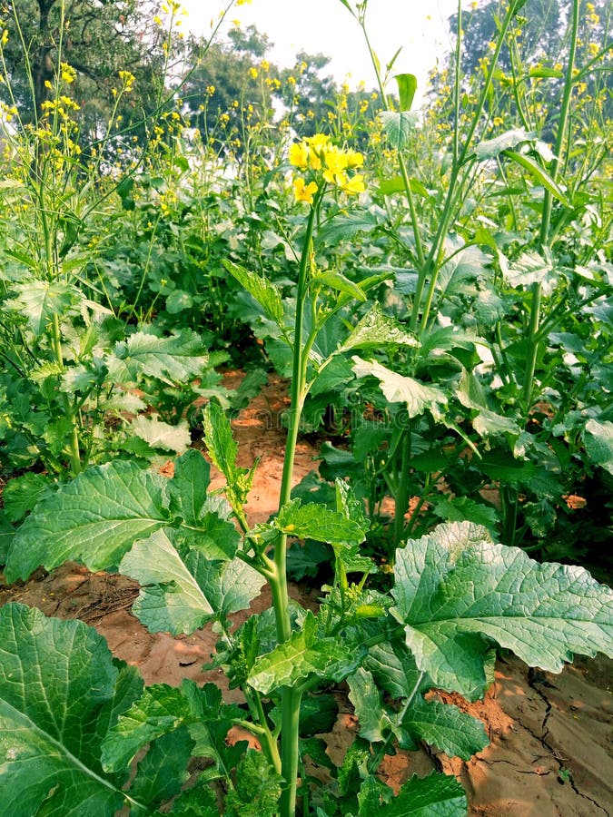 Primer De La Planta De Semilla De Mostaza Foto de archivo - Imagen de ...