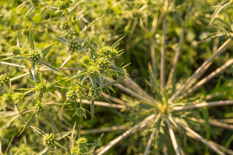 Primer De La Planta Rodadora Foto de archivo - Imagen de cielo ...