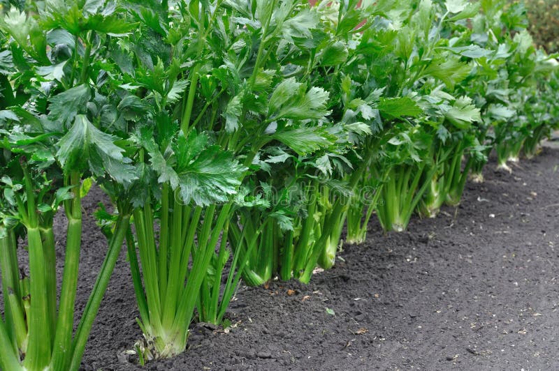 Primer De La Plantación Del Apio Imagen de archivo - Imagen de alimento ...