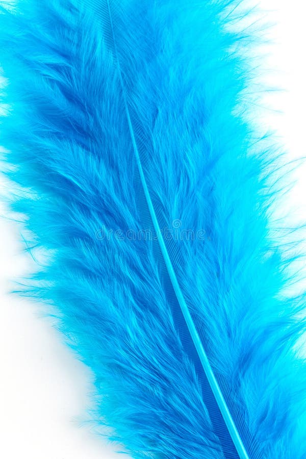 Primer De La Pluma Azul Aislado En Blanco Foto de archivo - Imagen de ...