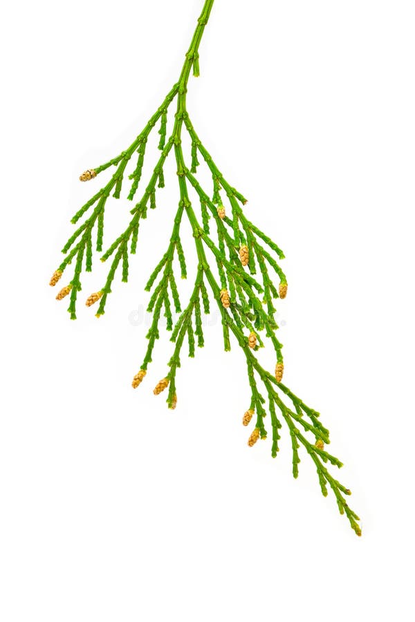 Hojas de cedro foto de archivo. Imagen de ambiental, cono - 24520270