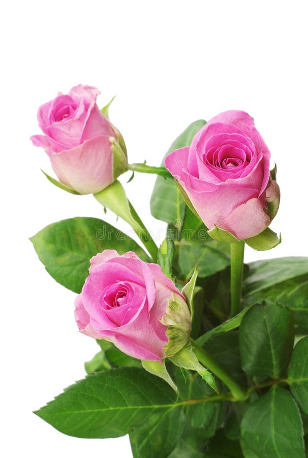 Primer de la rosa del rosa imagen de archivo. Imagen de nadie - 29741493