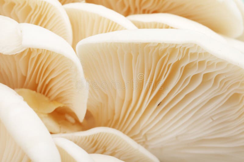 Primer de la seta imagen de archivo. Imagen de ingrediente - 13704239
