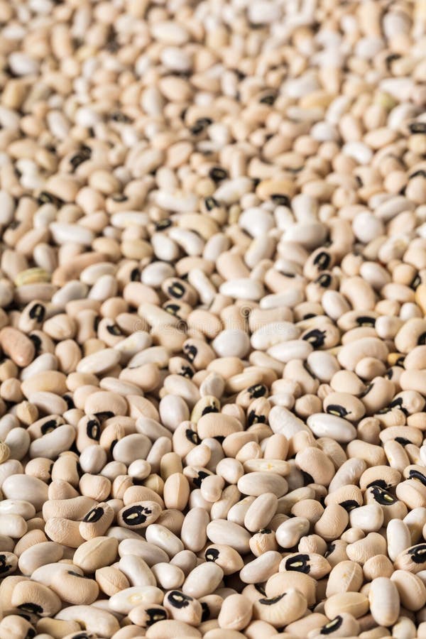 Primer De La Textura De La Haba Blanca Imagen de archivo - Imagen de ...