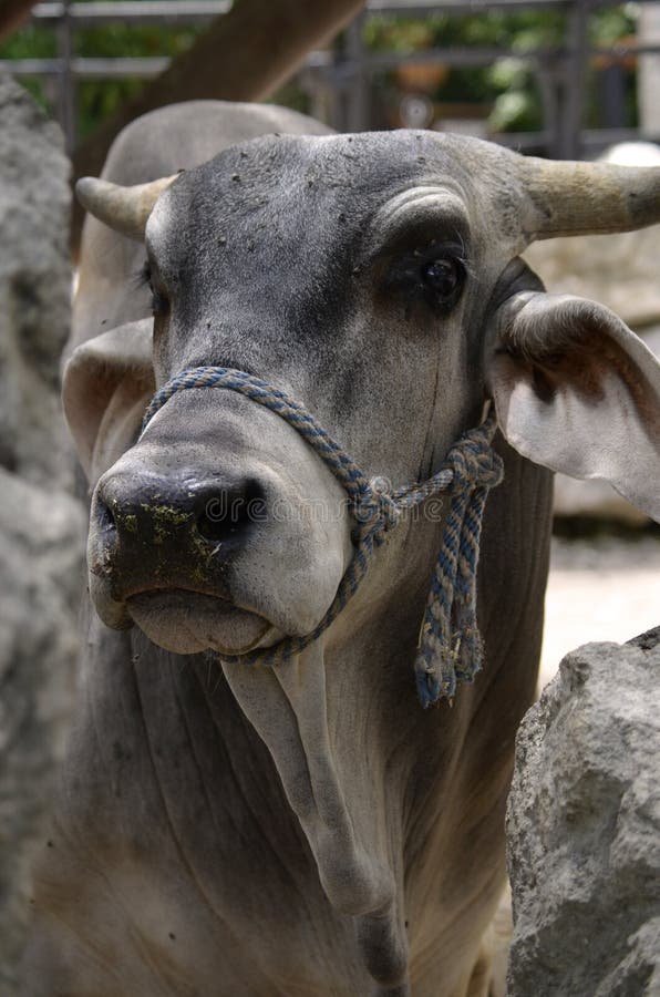 Vaca gris del Brahman imagen de archivo. Imagen de país - 20490643