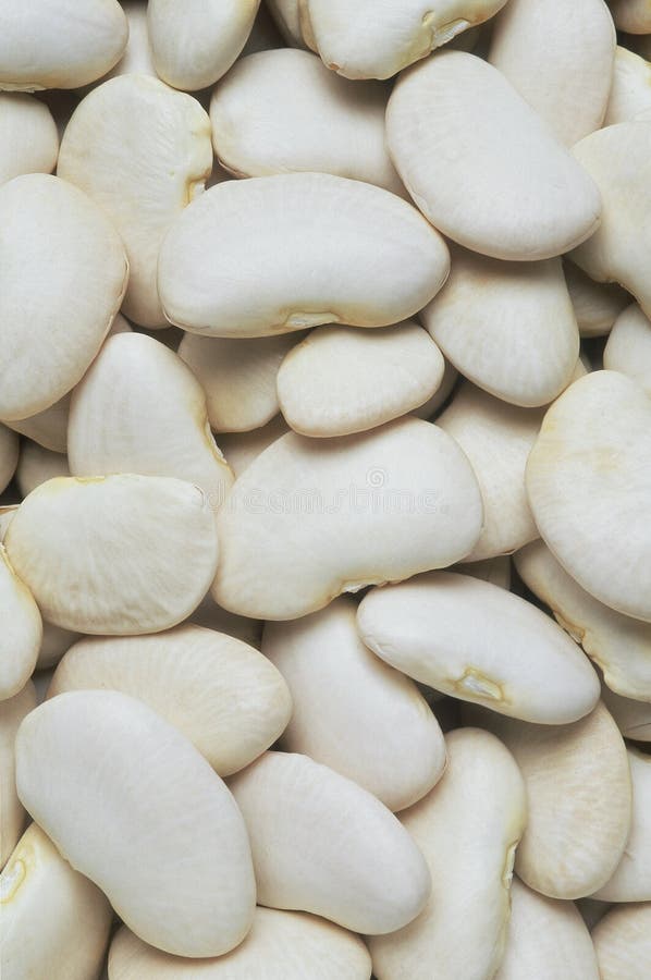 Primer De Las Habas De Lima Imagen de archivo - Imagen de lima, fondo ...