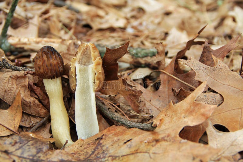 Primer De Las Setas De La Morilla En El Salvaje Foto de archivo ...