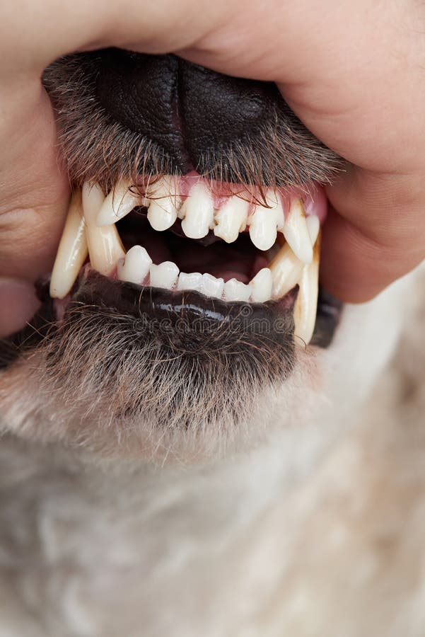 Primer De Los Dientes De Perro Imagen de archivo - Imagen de higiene ...