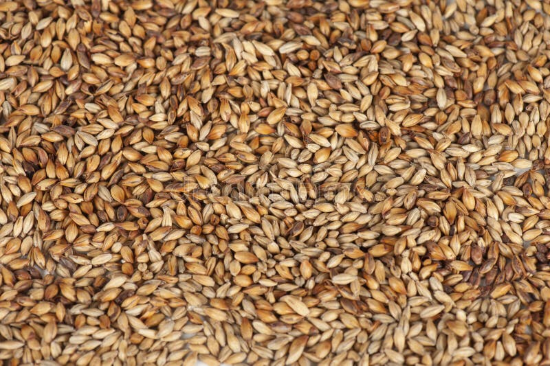 Primer De Los Granos De La Malta Imagen de archivo - Imagen de vaina ...