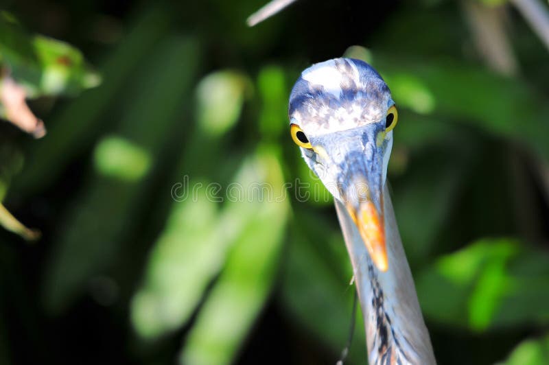 Garza con los ojos rojos foto de archivo. Imagen de negro - 20939842