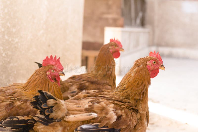 Primer de tres pollos imagen de archivo. Imagen de poultry - 104102117