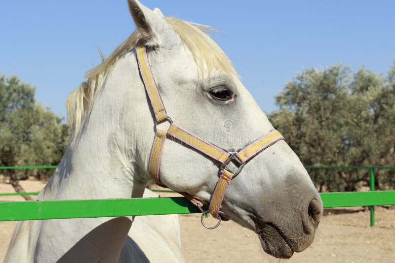 Primer De Un Caballo Blanco Con Crin Rubio Foto de archivo - Imagen de ...