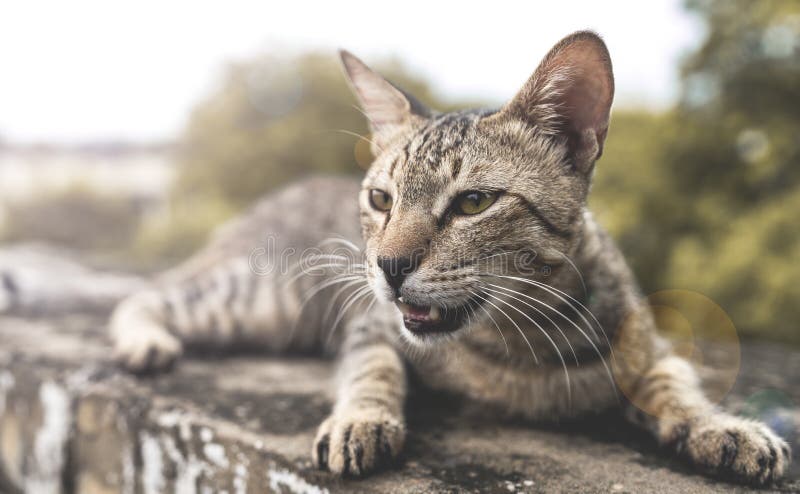Gato Que Juega, El Meowing, Cogiendo. Imagen de archivo - Imagen de ...