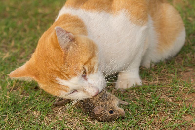 Primer De Un Gato Que Come Un Ratón Foto de archivo - Imagen de hambre ...