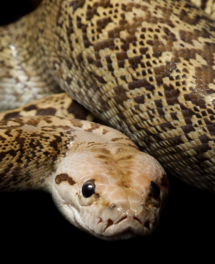 Primer De Un Granito Bermese Python Imagen de archivo - Imagen de ...