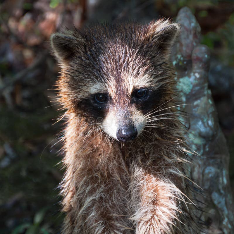 Primer De Un Mapache Que Hace Frente, Procyon Iotor, Comiendo Un Huevo ...