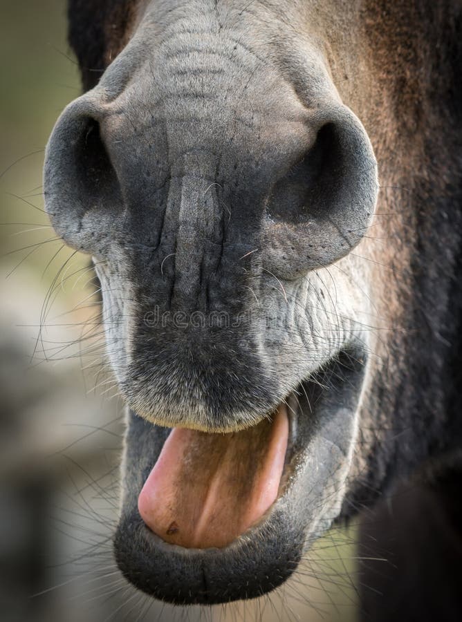 Boca del burro foto de archivo. Imagen de cuero, afuera - 105942532