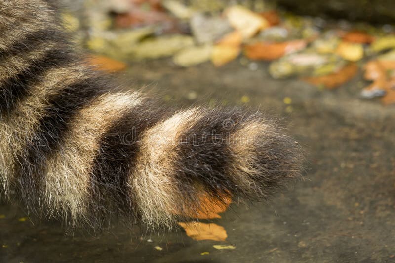 Primer De Una Cola Del ` S Del Mapache Foto de archivo - Imagen de ...