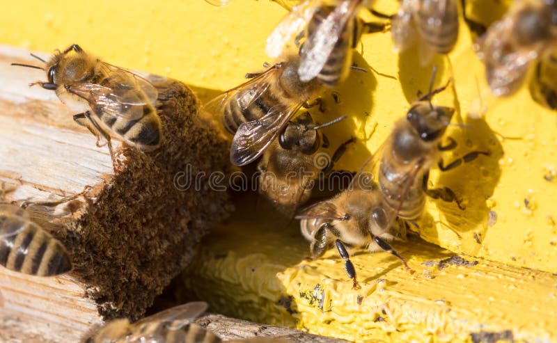 Primer de una colmena foto de archivo. Imagen de colmena - 103389074