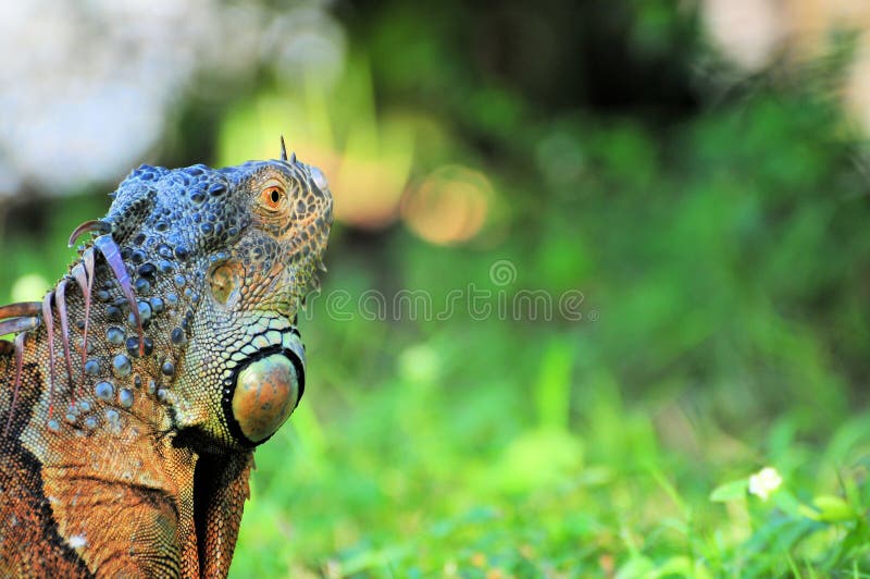 Primer De La Cabeza De La Iguana Para Arriba Que Muestra La Papada ...