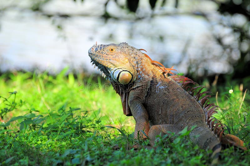 Primer De La Cabeza De La Iguana Para Arriba Que Muestra La Papada ...