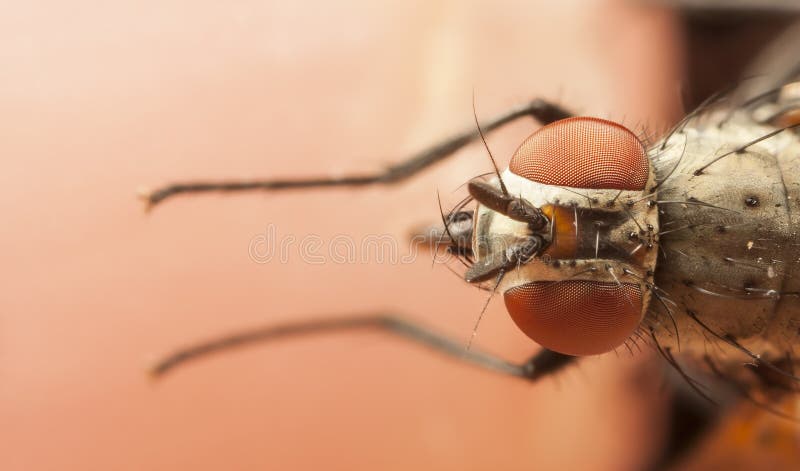 Primer De Una Mosca Con Los Ojos Rojos Foto de archivo - Imagen de cubo ...