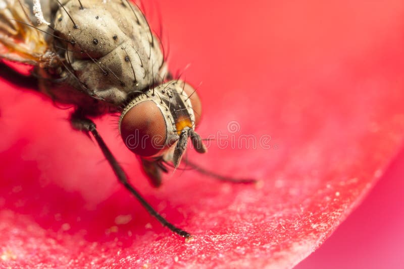 Primer De Una Mosca Con Los Ojos Rojos Foto de archivo - Imagen de casa ...
