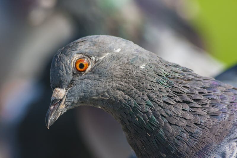 Primer de una paloma foto de archivo. Imagen de pico - 100597790