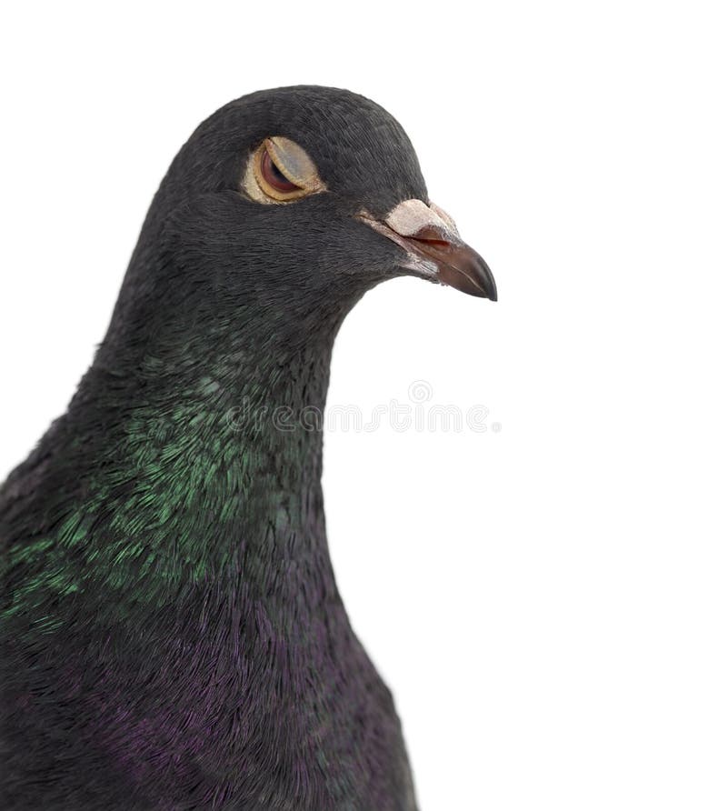 Primer De Una Paloma Aislada En Blanco Foto de archivo - Imagen de ...