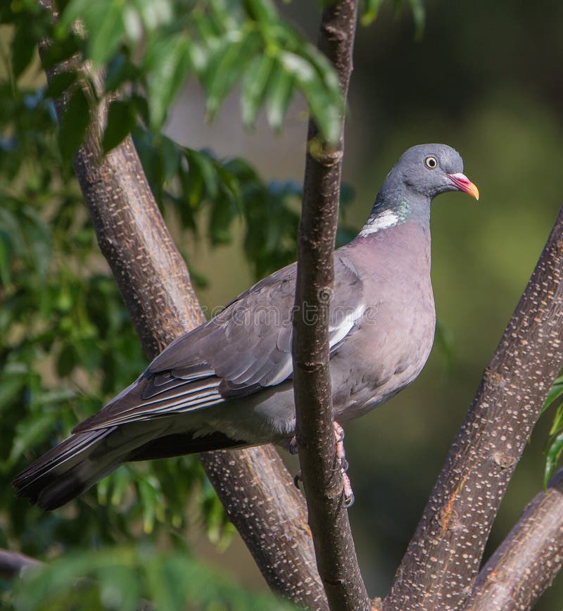 Primer De Una Paloma De Madera Imagen de archivo - Imagen de fauna ...