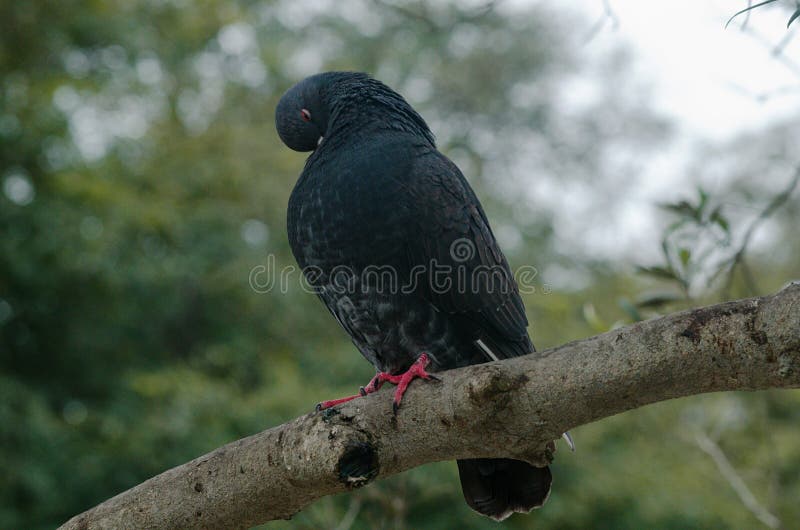 Primer De Una Paloma Gris En El Parque Imagen de archivo - Imagen de ...