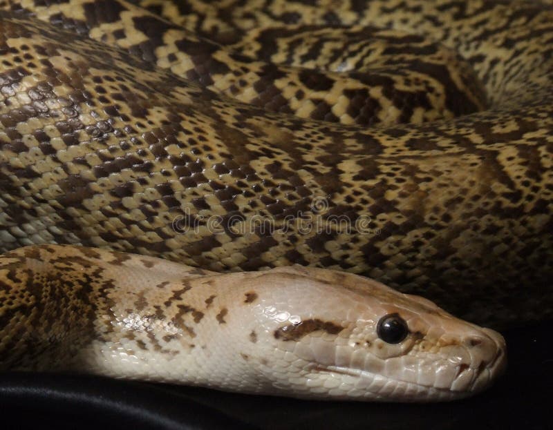 Primer De Un Granito Bermese Python Foto de archivo - Imagen de mirando ...