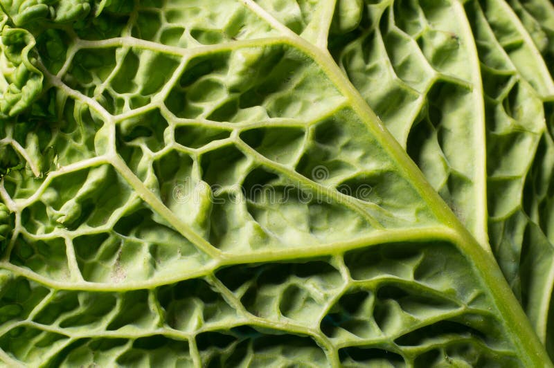 Primer De Una Verdura De La Col Rizada Foto de archivo - Imagen de hoja ...